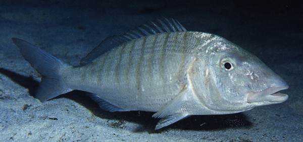 guiaespeciesmarinas - Peces Osteictios